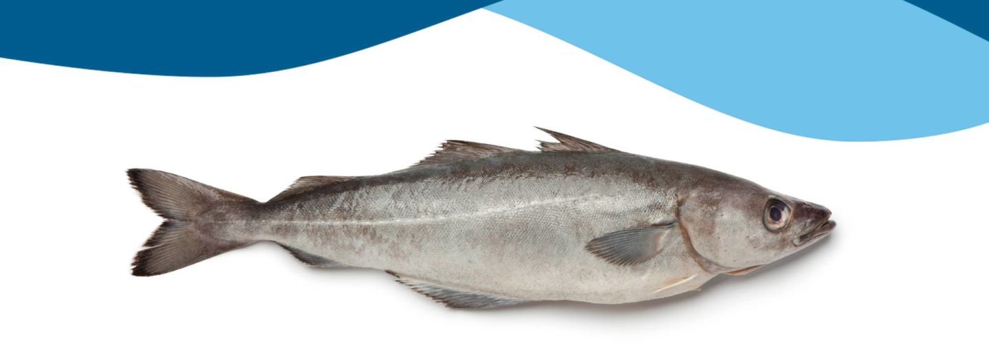 Pescados y mariscos de la A a la Z: El abadejo - Pescado del norte